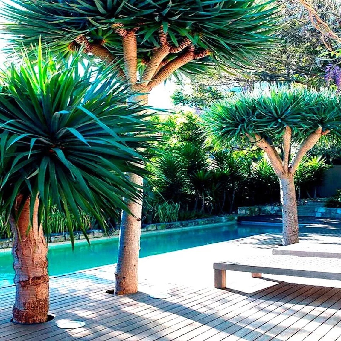 10 Dragon's Blood Tree Seeds dracaena Draco Exotic Canary Island Palm ...