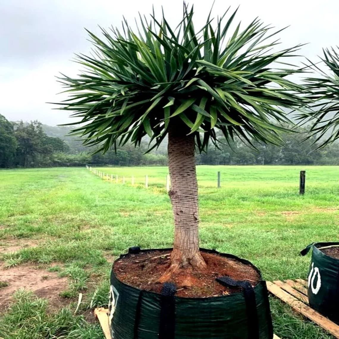 10 Dragon's Blood Tree Seeds dracaena Draco Exotic Canary Island Palm ...