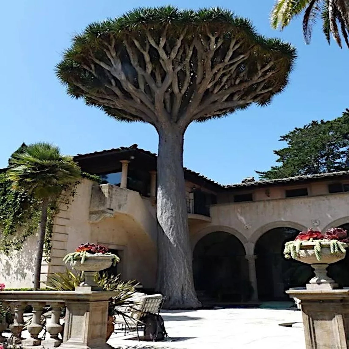 10 Dragon's Blood Tree Seeds dracaena Draco Exotic Canary Island Palm ...