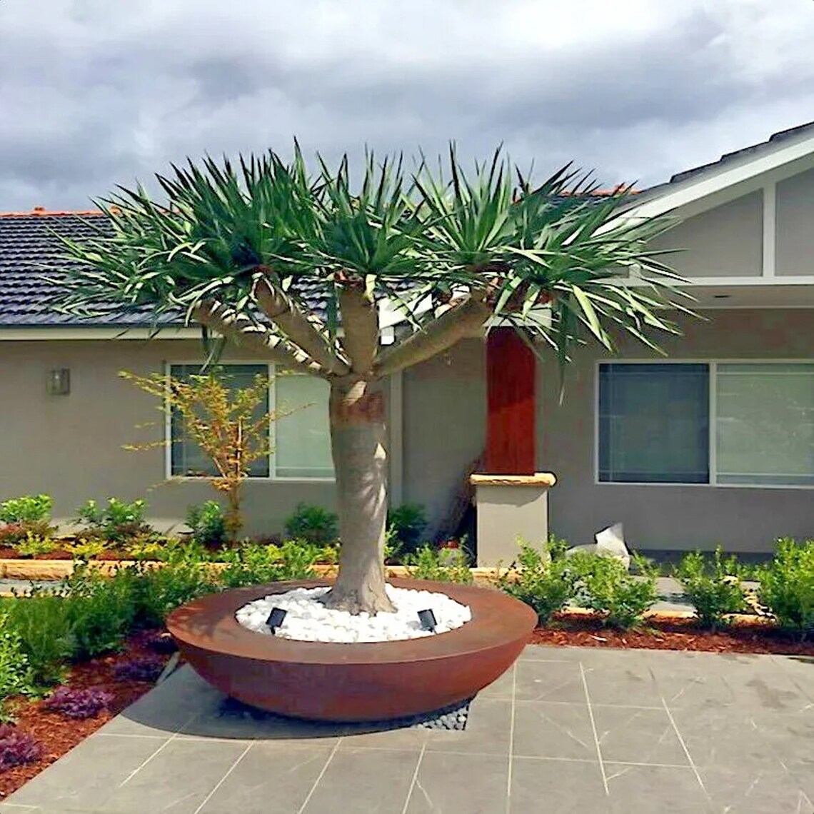 10 Dragon's Blood Tree Seeds dracaena Draco Exotic Canary Island Palm ...