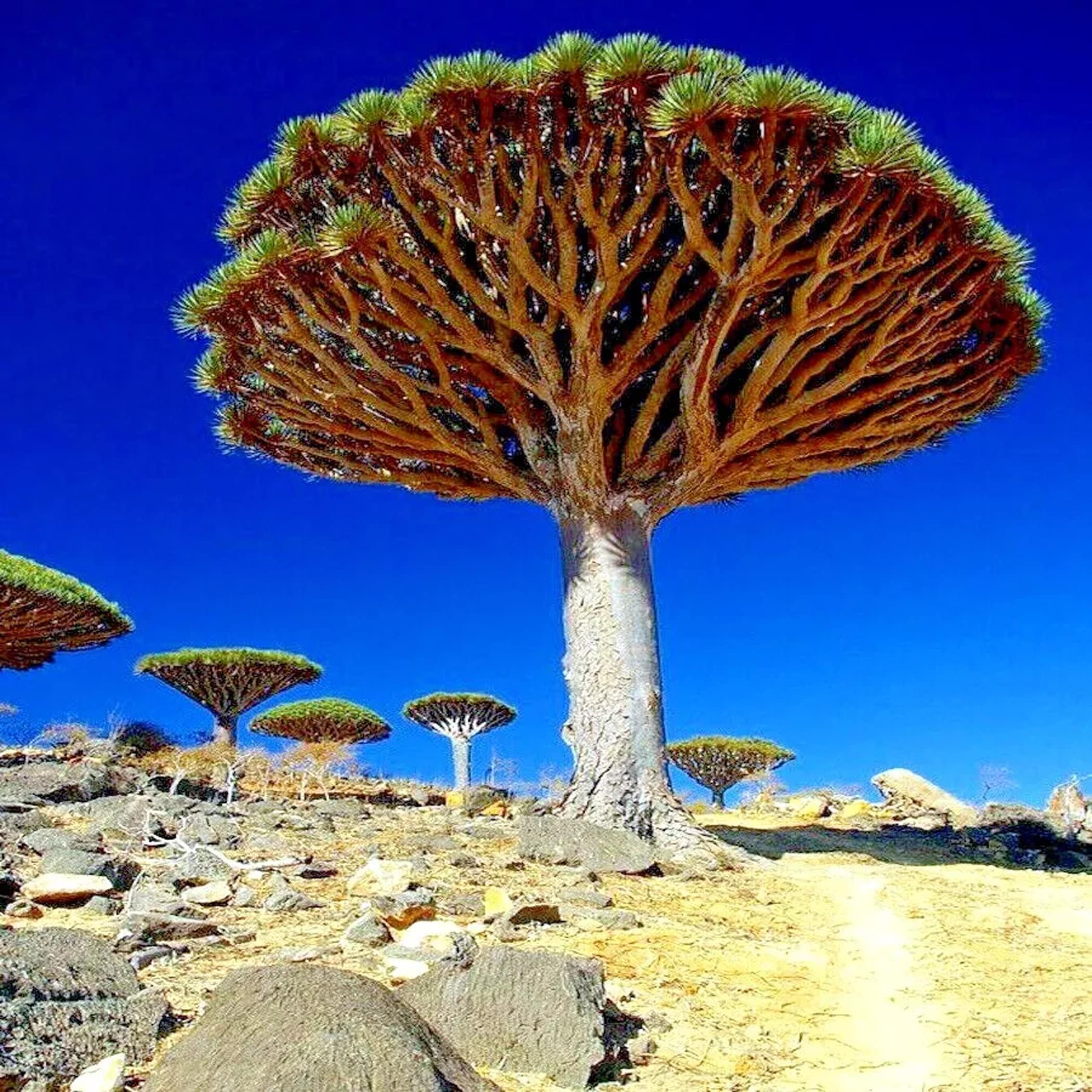 10 Dragon's Blood Tree Seeds dracaena Draco Exotic Canary Island Palm ...
