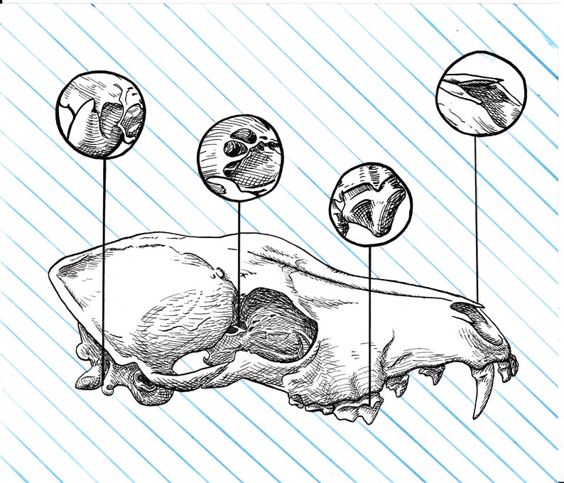 Coyote Skull Taxonomical Drawing - 9"x8" - Etsy