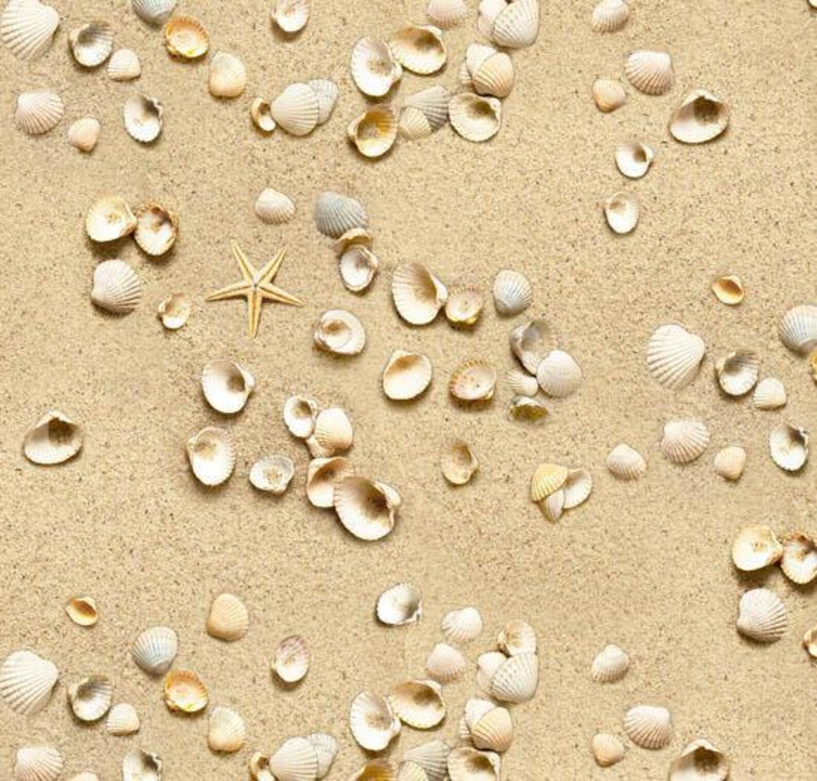 Beach Sand With Seashells 44 Fabric by Elizabeth's - Etsy