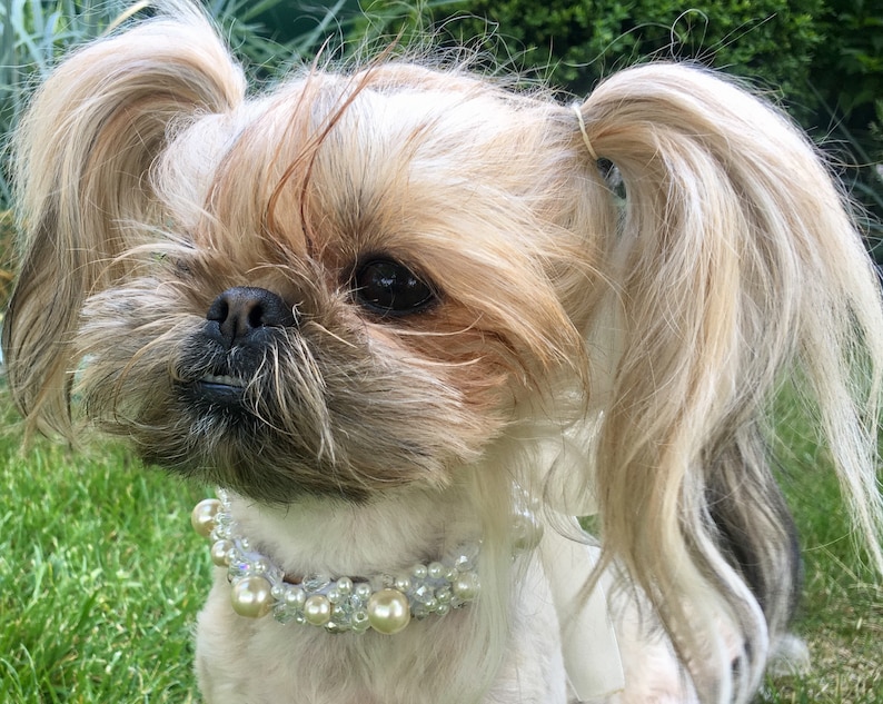 Dog Collarwedding Pearl Pet Collarbeautiful Ivory Dog Collar - Etsy