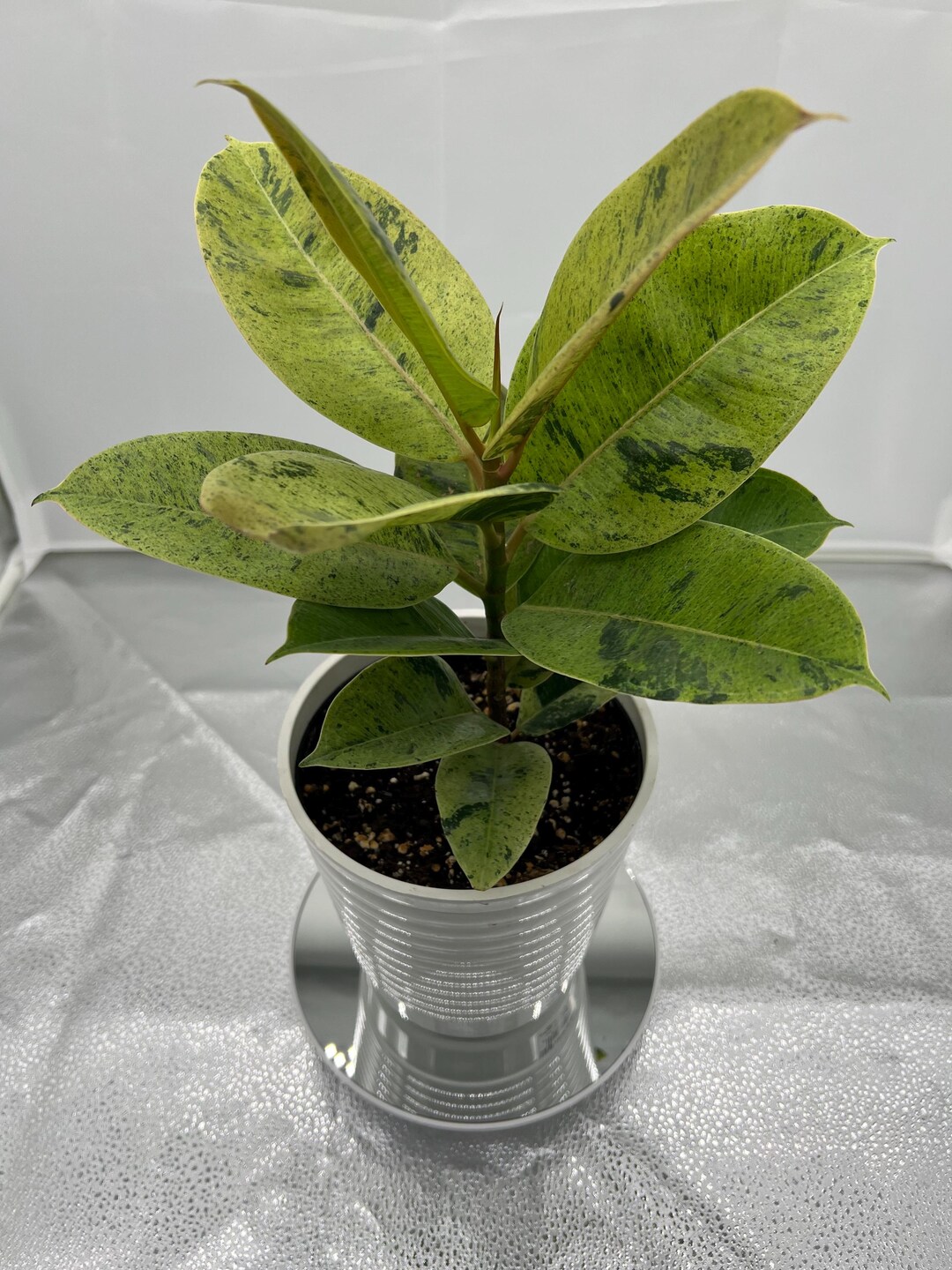 Ficus Elastica ‘shivereana (moonshine)’ Rubber Tree – 17” Indoor ...