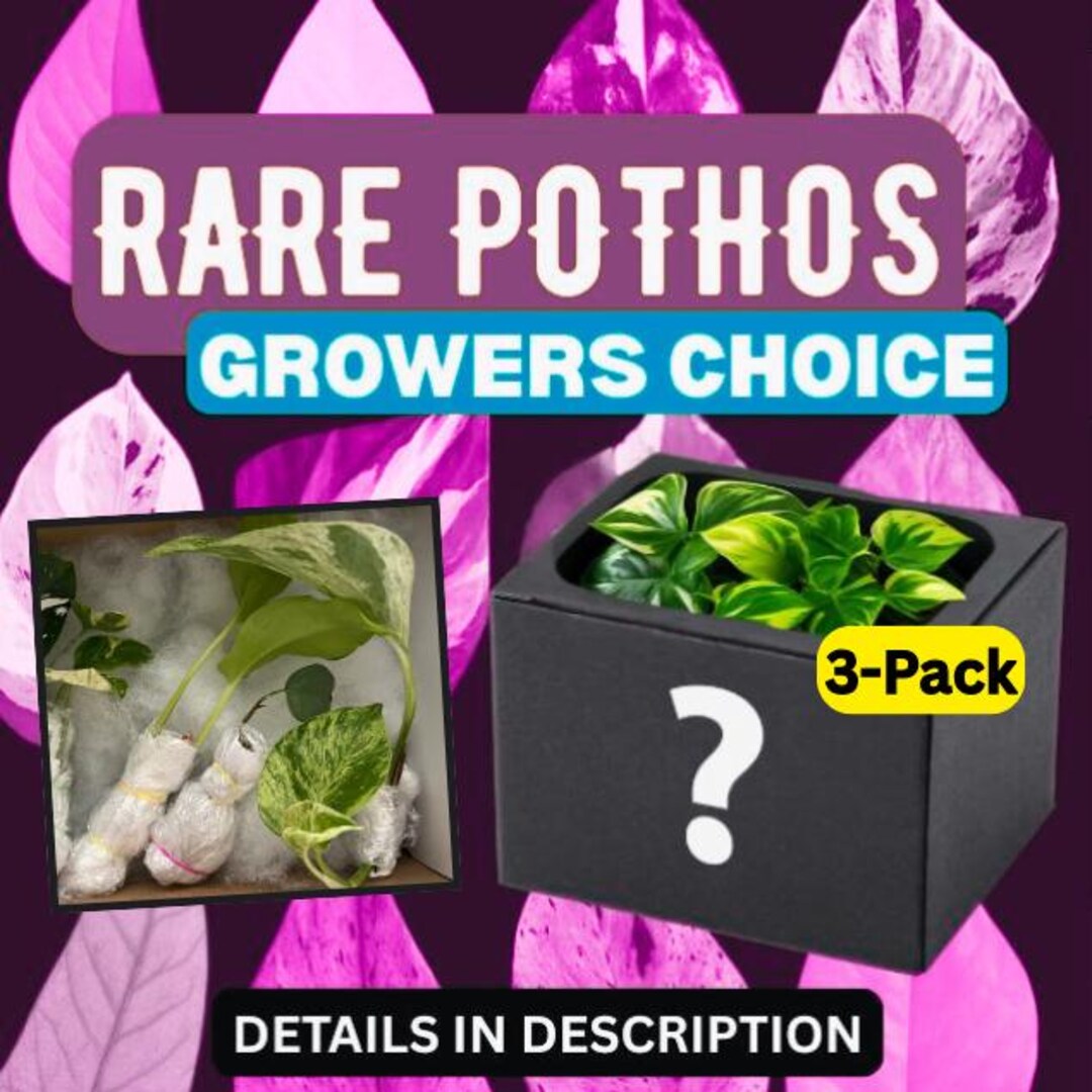 Easy-care Plant Pack | Grower's Choice Box | Live Cuttings | Clippings ...