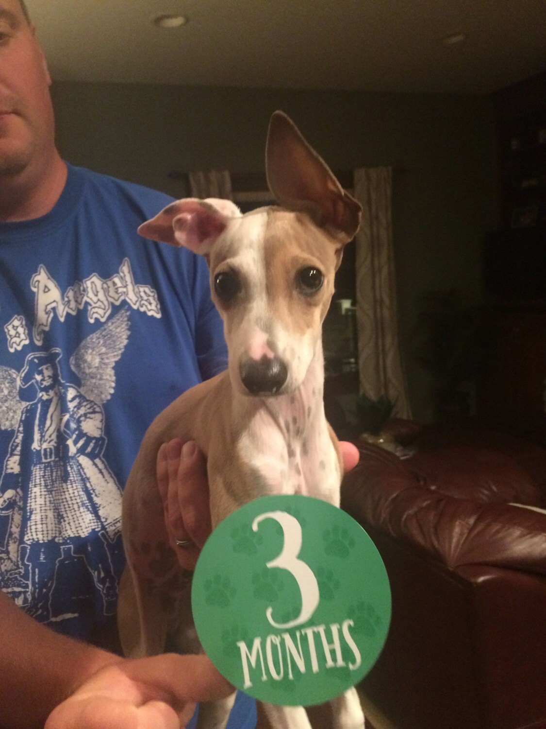 Puppy Stickers, Dog Stickers, Dog Milestone Stickers, Puppy Milestones ...