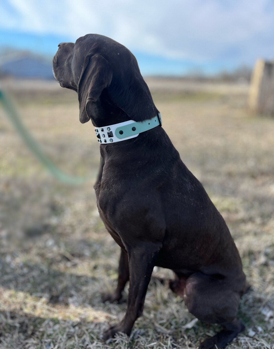 Bling Biothane Dog Collar | Waterproof, Stinkproof, Gemstone Collar - Etsy