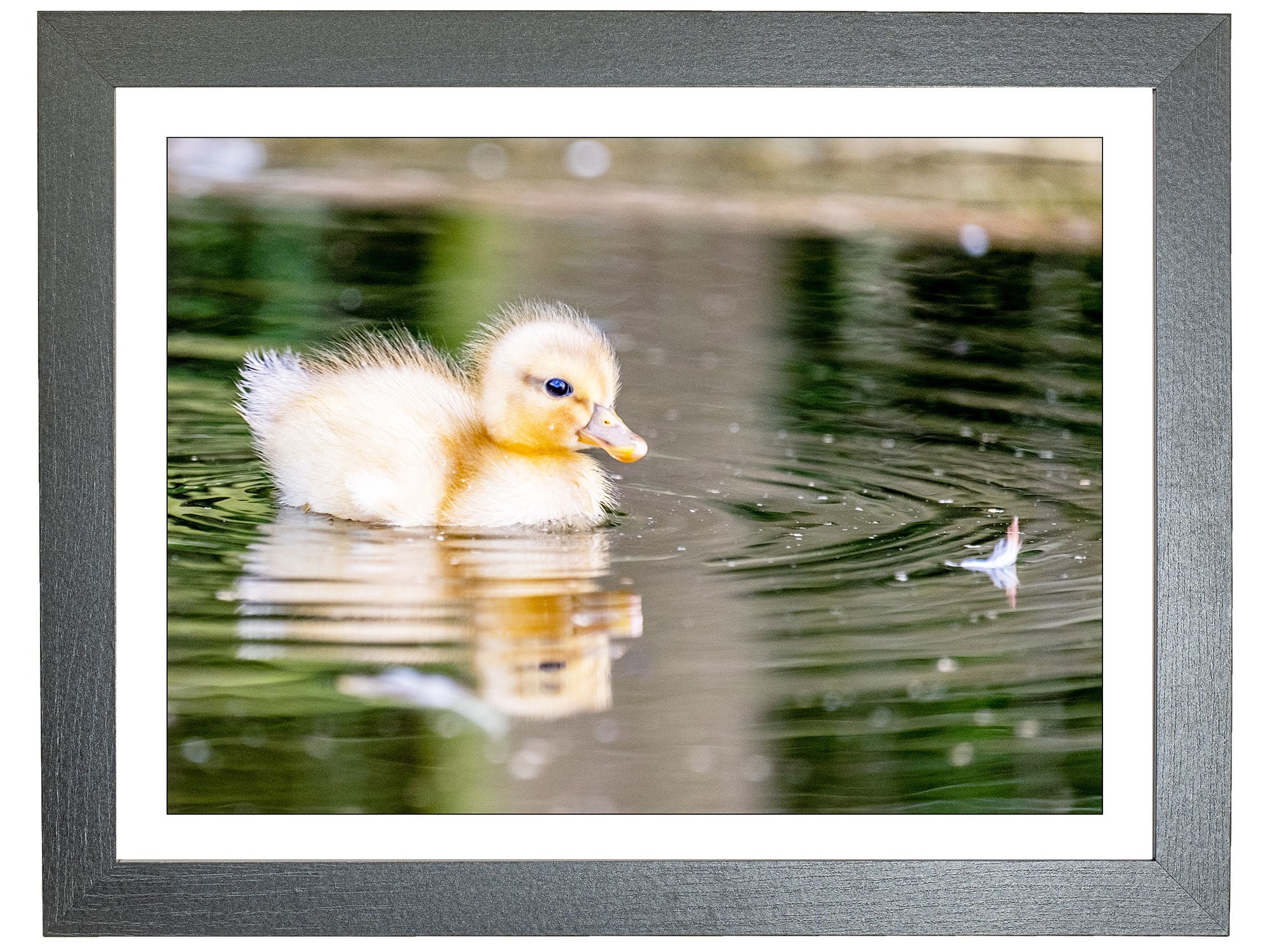 Cute Baby Duckling Framed Photo - Etsy