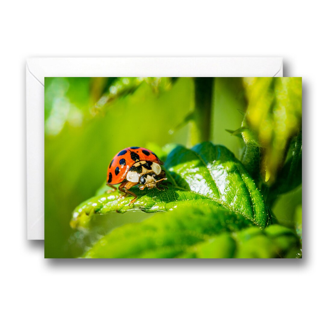 Ladybird Bug Insect Birthday Card - Etsy
