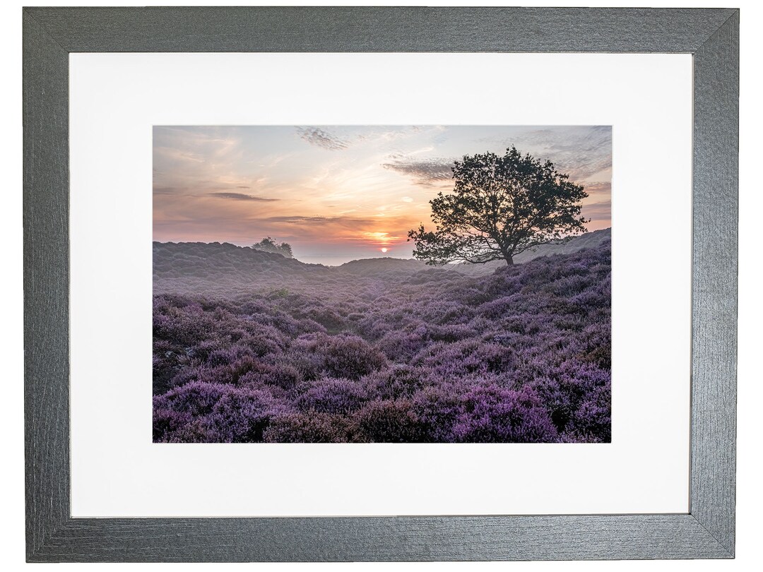 Norfolk Landscape Autumn Heather Misty Sunrise Framed Photo Roydon ...