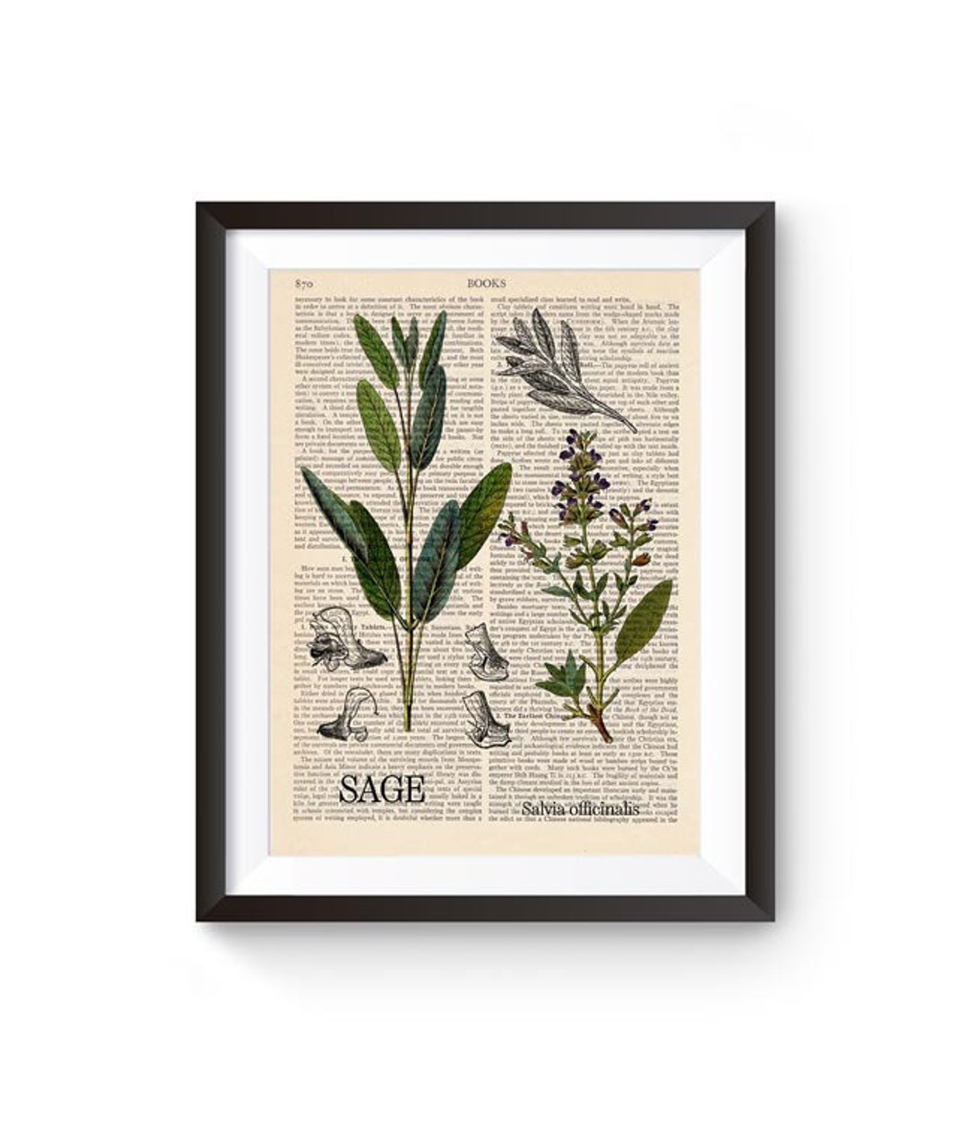 Herbal Illustration, Sage Print, Gift for Her, Culinary Herbs, Plant ...