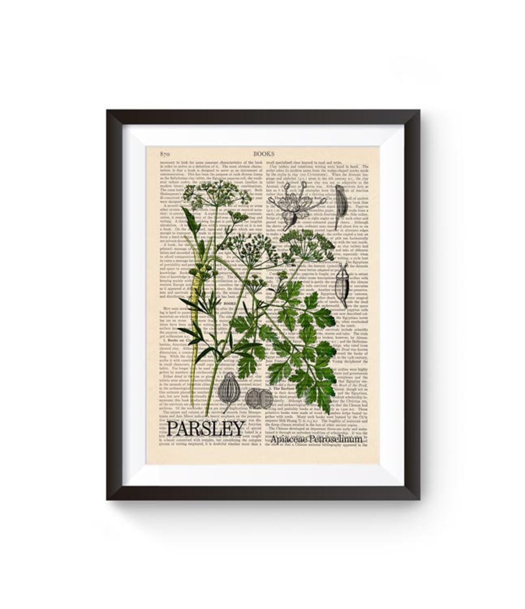 Herbal Illustration, Parsley Print, Garden Herb Print, Culinary Herbs ...