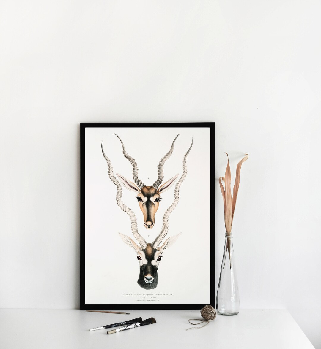 Antelope Illustration Wall Print, Vintage Wall Print, - Etsy
