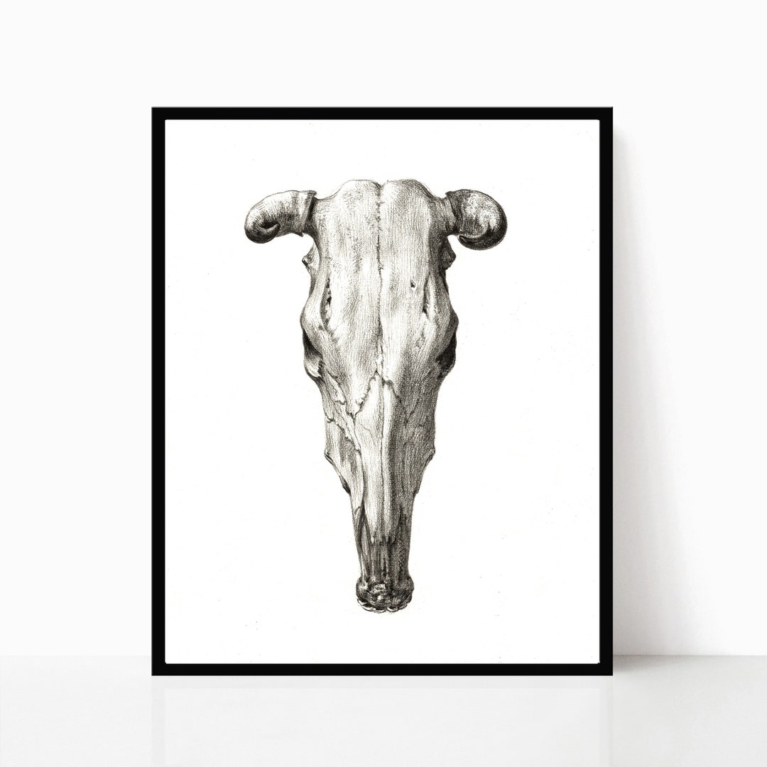 Animal Skull Print, Cow Head Print, Vintage Animal Art Print, Vintage ...