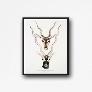 Antelope Illustration Wall Print, Vintage Wall Print, - Etsy