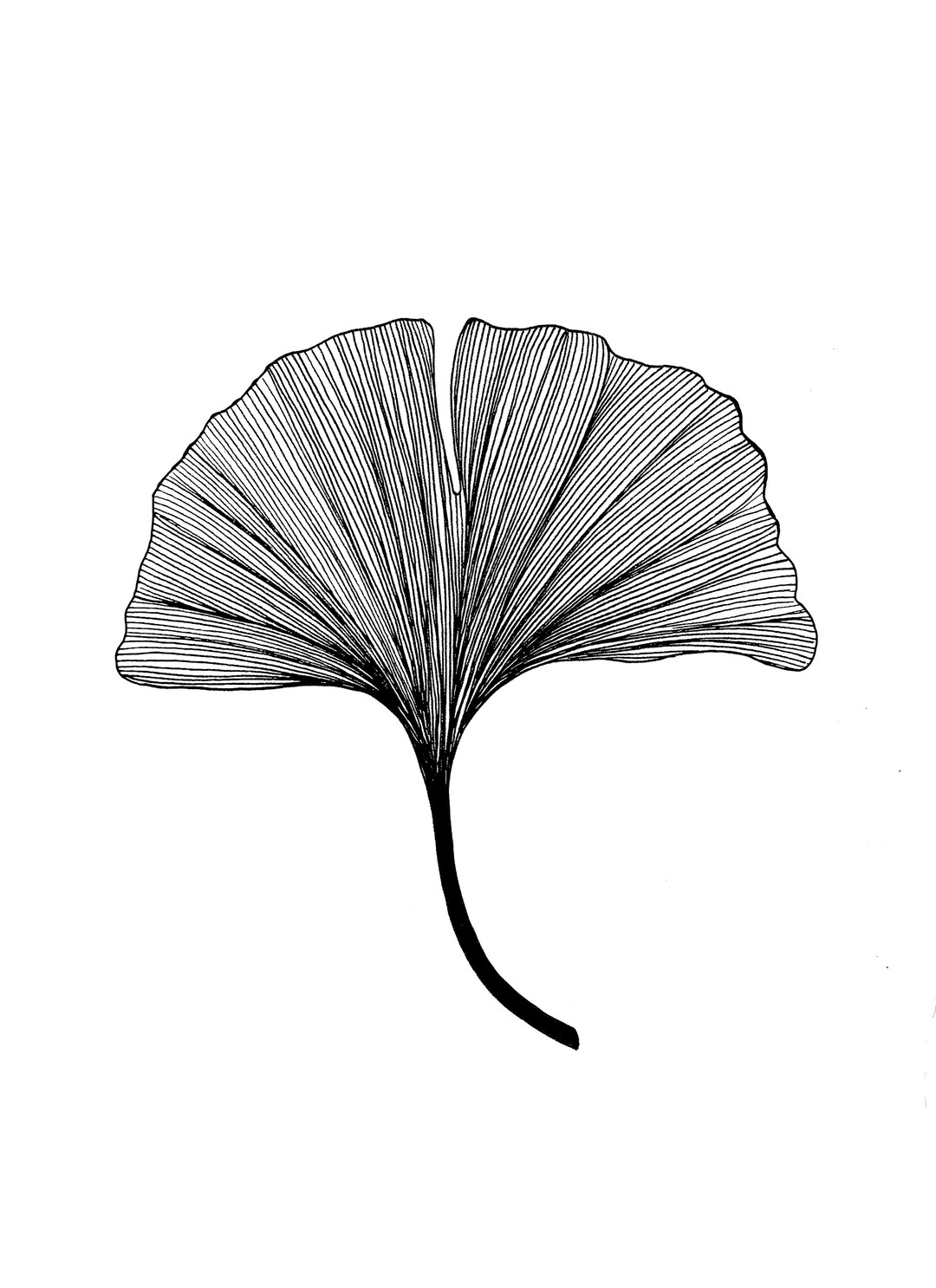 Gingko Leaf Printable Drawing, Botanical Art Digital File, Nature ...