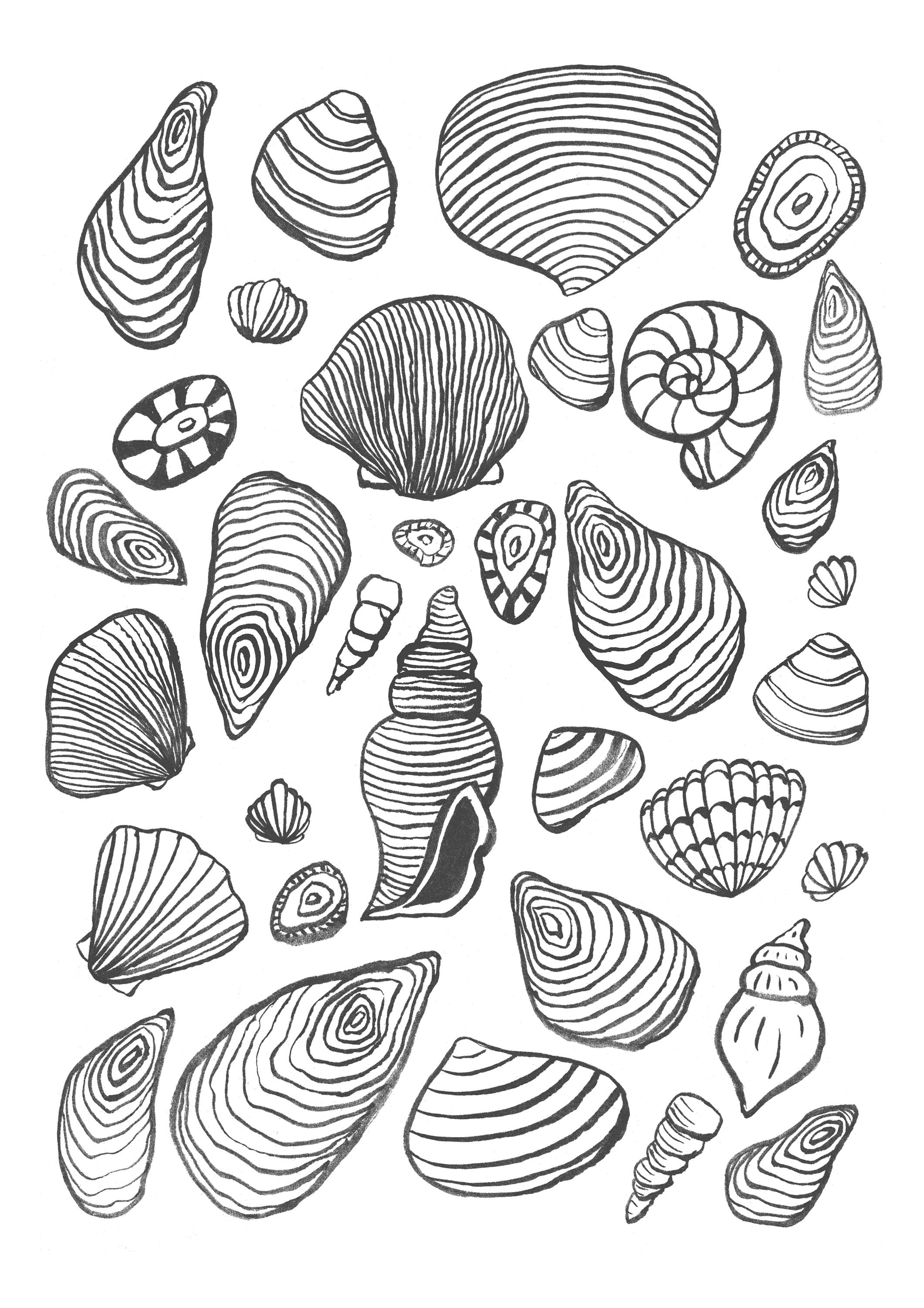 Instant Printable Seashells Print, Simple Line Drawing, Beach Bathroom ...