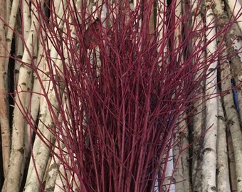 25 Red Barked Dogwood Stiks ,cornus Sanguinea, Straight Dogwood Sticks ...