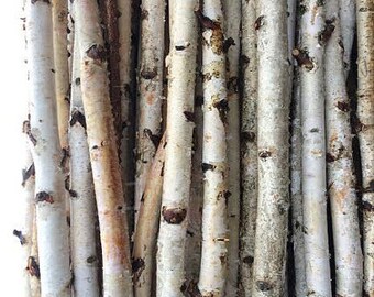 Birch Poles | Etsy