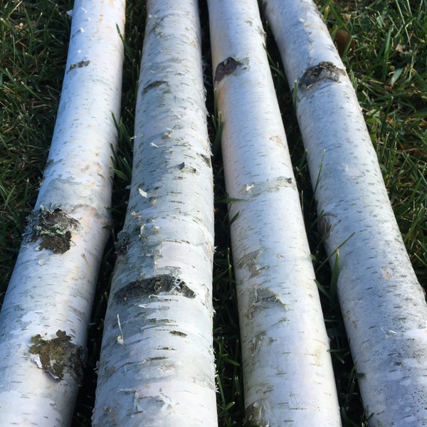 Birch Poles Decor - Etsy
