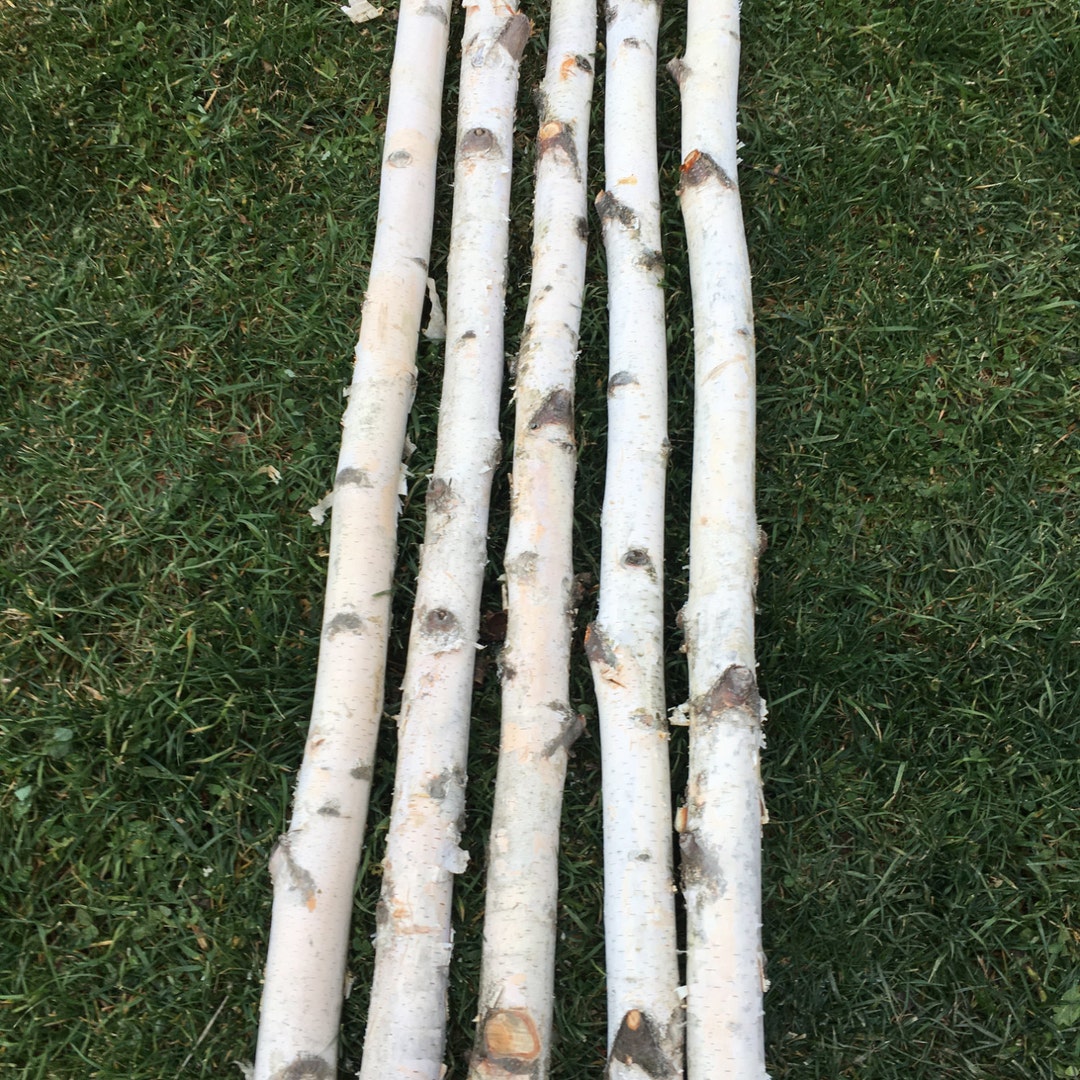 Four White Birch Poles 3 Ft - Etsy