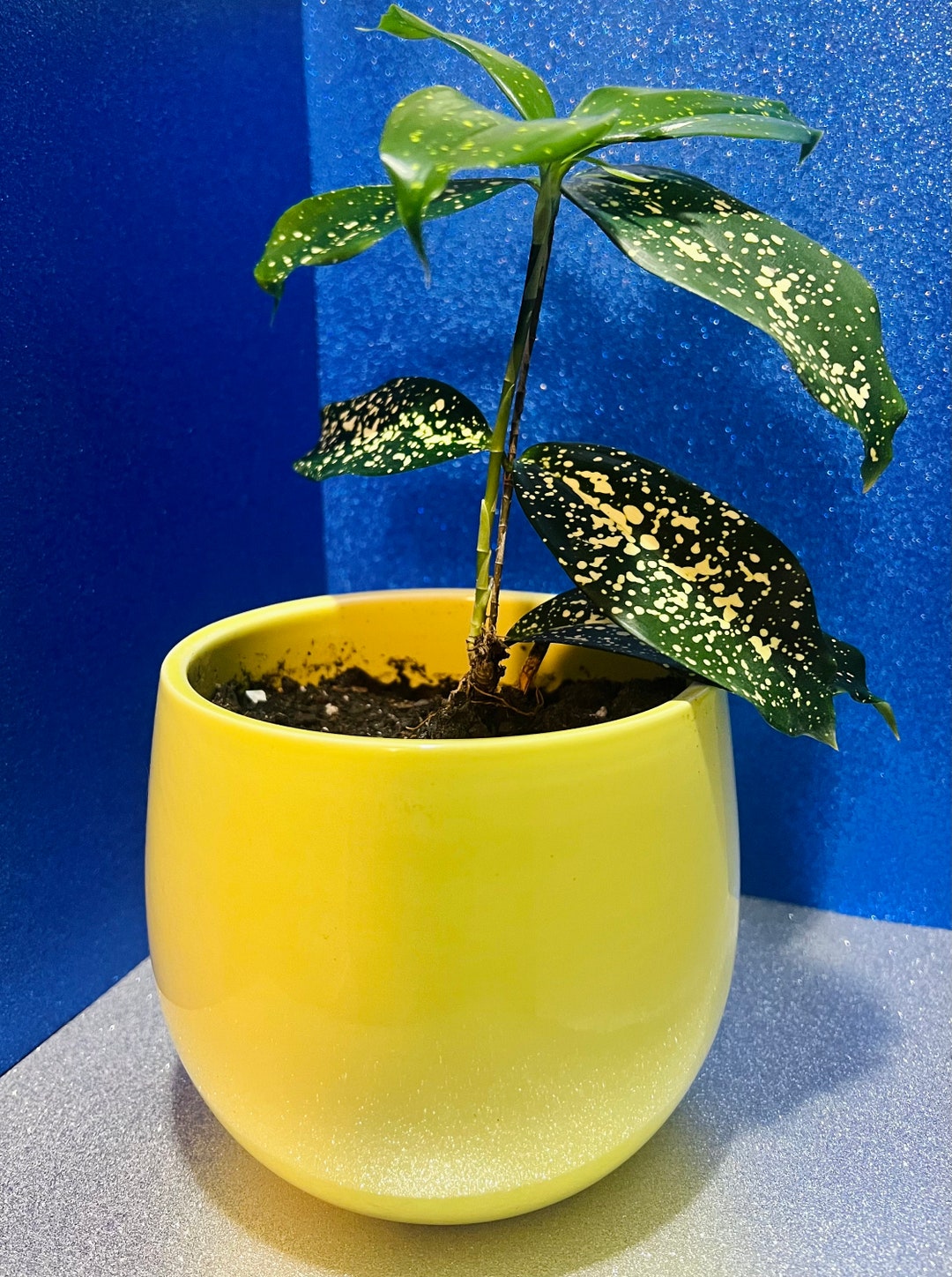 Dracaena Gold Dust - About 4 to 5 Inch Plant - Etsy