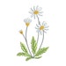 Daisy Multisize Machine Embroidery Design File Digital Download ...