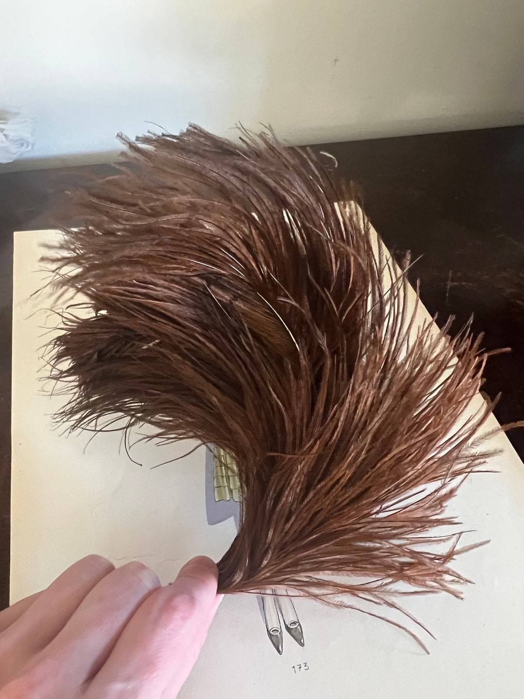 Antique Millinery Feather Vintage. Hat Making Edwardian Pair Blue ...