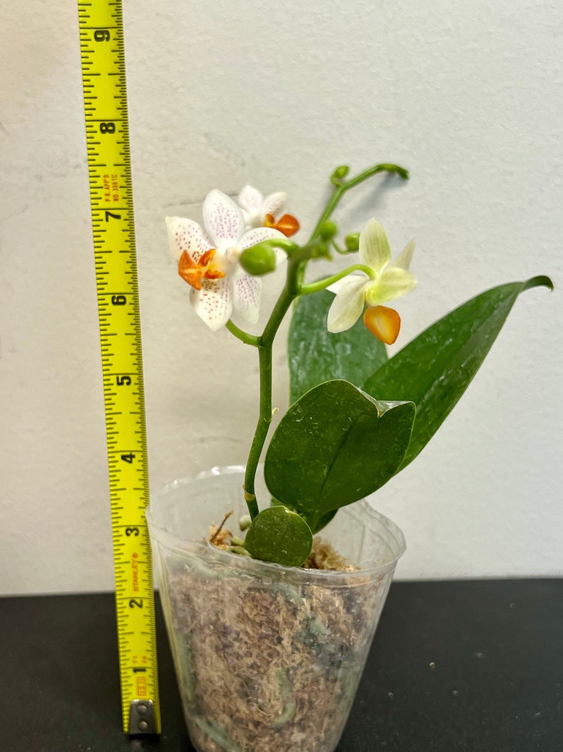 Phalaenopsis Mini Mark 'holm', Blooming Size– Creamy White Flowers With ...