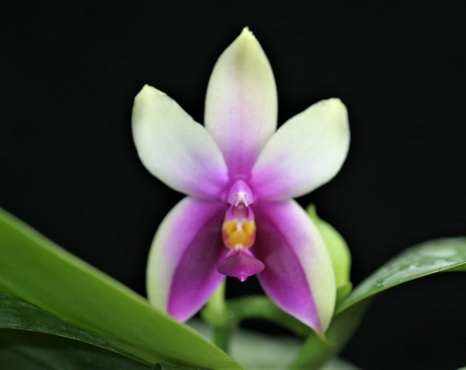 In Spike Phal. Bellina Pink X Sib, Very Pretty and Fragrant - Etsy