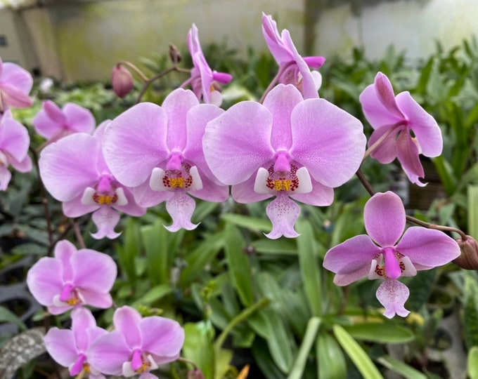 Awarded cotton Candy Phal. Cheng-de Beauty 'sakura' AM/AOS , Handsome Plant in 4 Pot With 25-28 ...