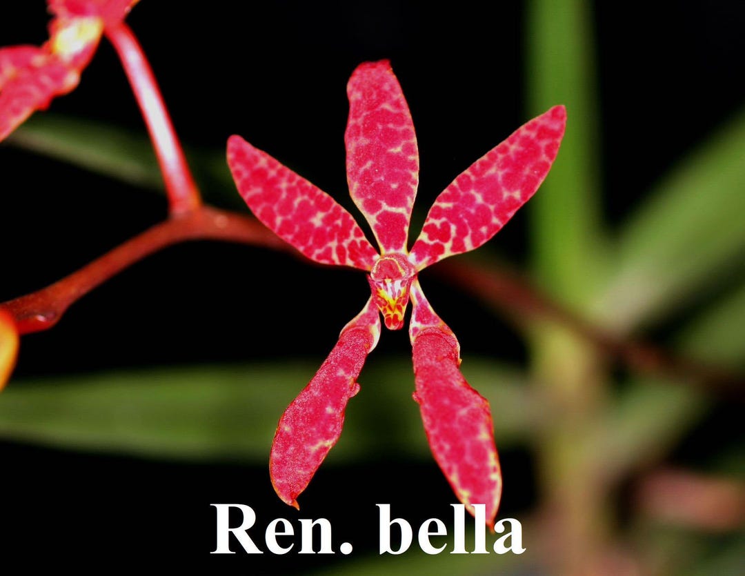 Renanthera Bella, A Striking Orchid With Vivid Red Blooms(30 DAYS ...