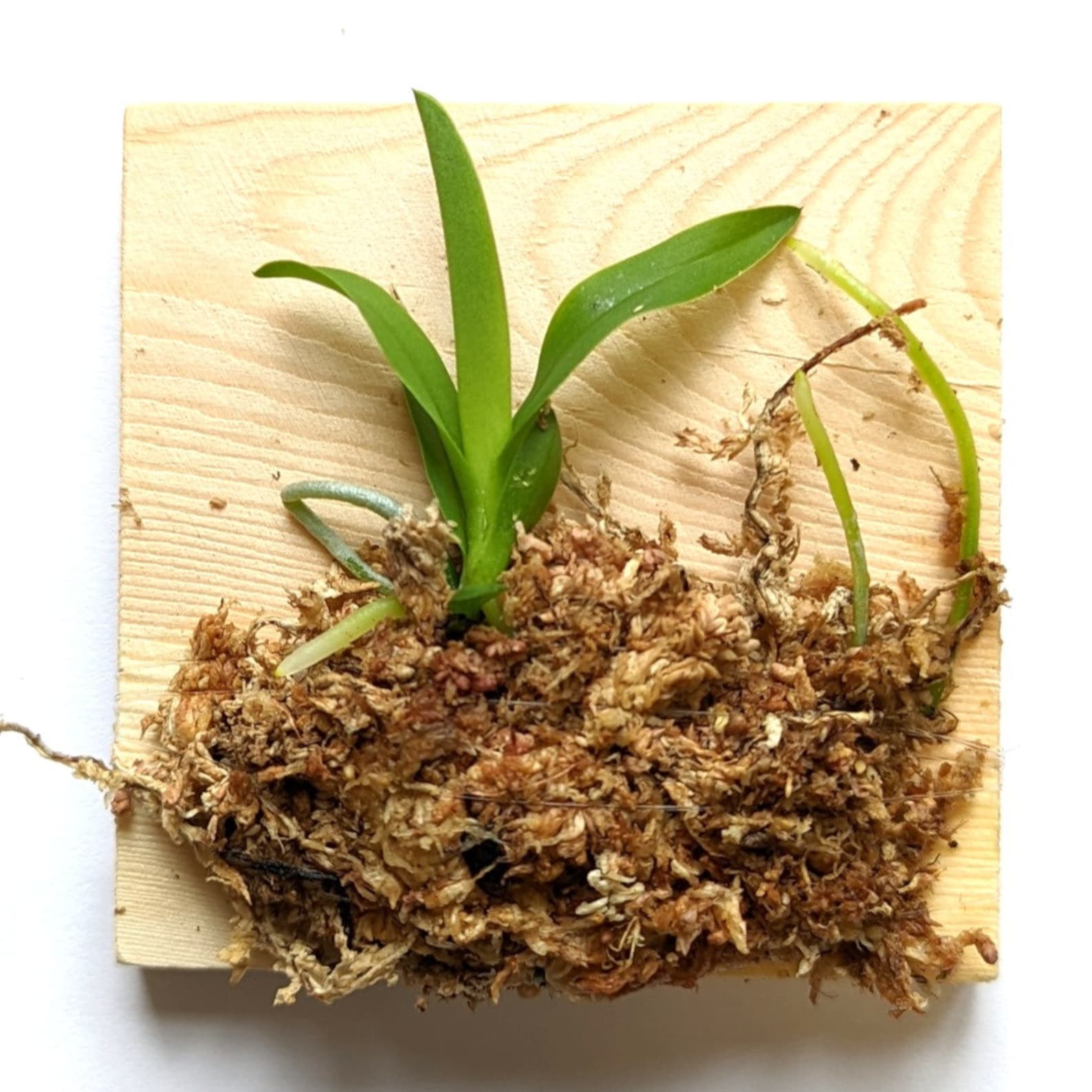 Cattleya Chief Gem, Red Jewel, Red Flower, Wood Mount (30 DAYS Healthy ...