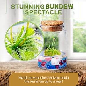 Live Sundew Terrarium - Self Grow - Drosera Spatulata - 3" Jar - Etsy