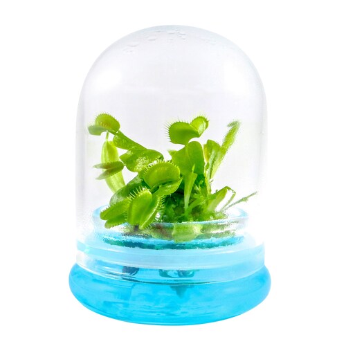 Venus Fly Trap Dome Terrarium carnivorous Plant dionea - Etsy