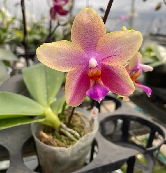 Flowering size Phalaenopsis Sweet Memory Liodoro easy very fragrant orchid 30 DAYS Healthy Plant Guarantee Etsy