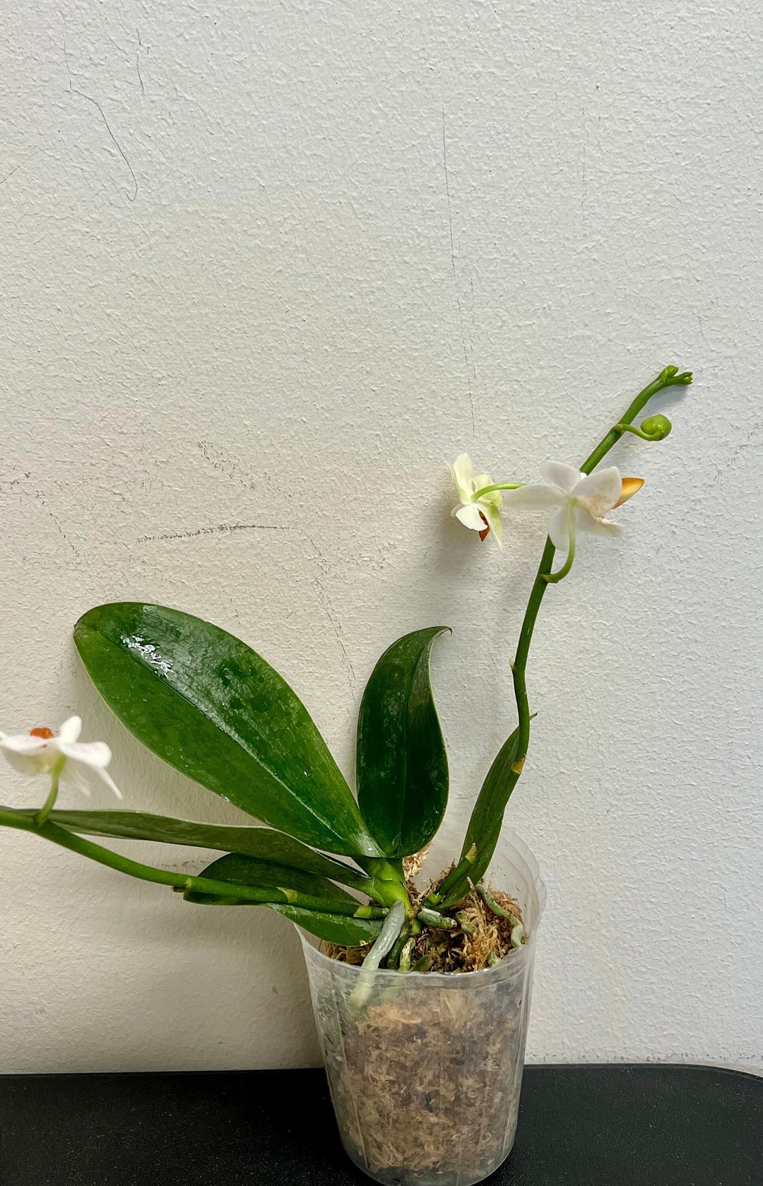 Phalaenopsis Mini Mark 'holm', Blooming Size– Creamy White Flowers With ...