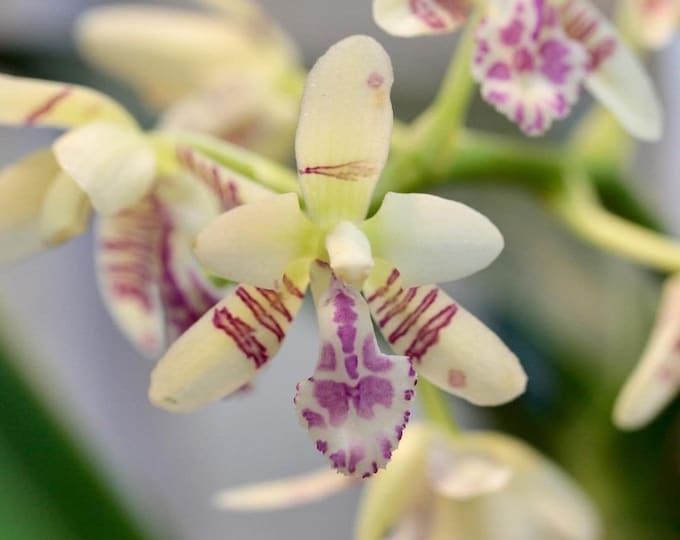 Neofinetia Falcata Kibana Furan yellow Wind Orchid 黄花風蘭 - Etsy
