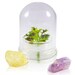 Rainbow Floral Terrarium - Self Grow, Maintenance Free -coleus - 4" Dom ...