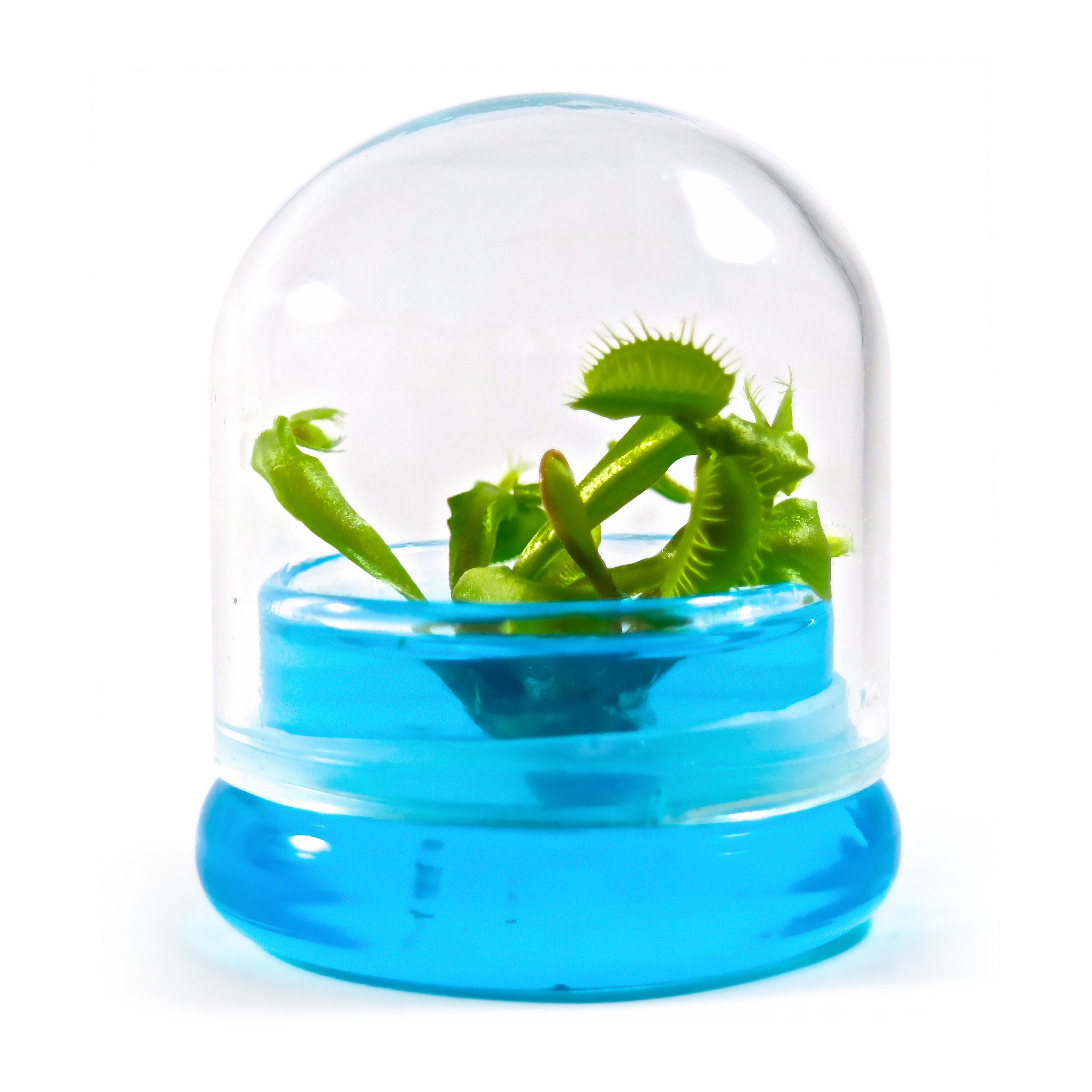 Venus Fly Trap Dome Terrarium carnivorous Plant dionea - Etsy