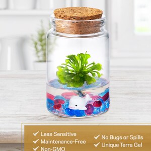 Live Sundew Terrarium - Self Grow - Drosera Spatulata - 3" Jar - Etsy