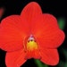 Cattleya Chief Gem, Red Jewel, Red Flower, Wood Mount (30 DAYS Healthy ...