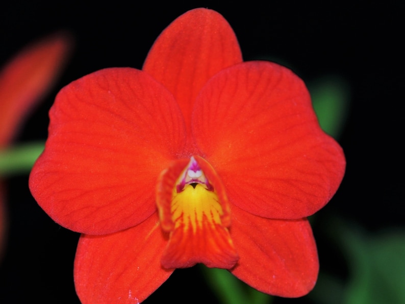 Cattleya Chief Gem, Red Jewel, Red Flower, Wood Mount (30 DAYS Healthy ...