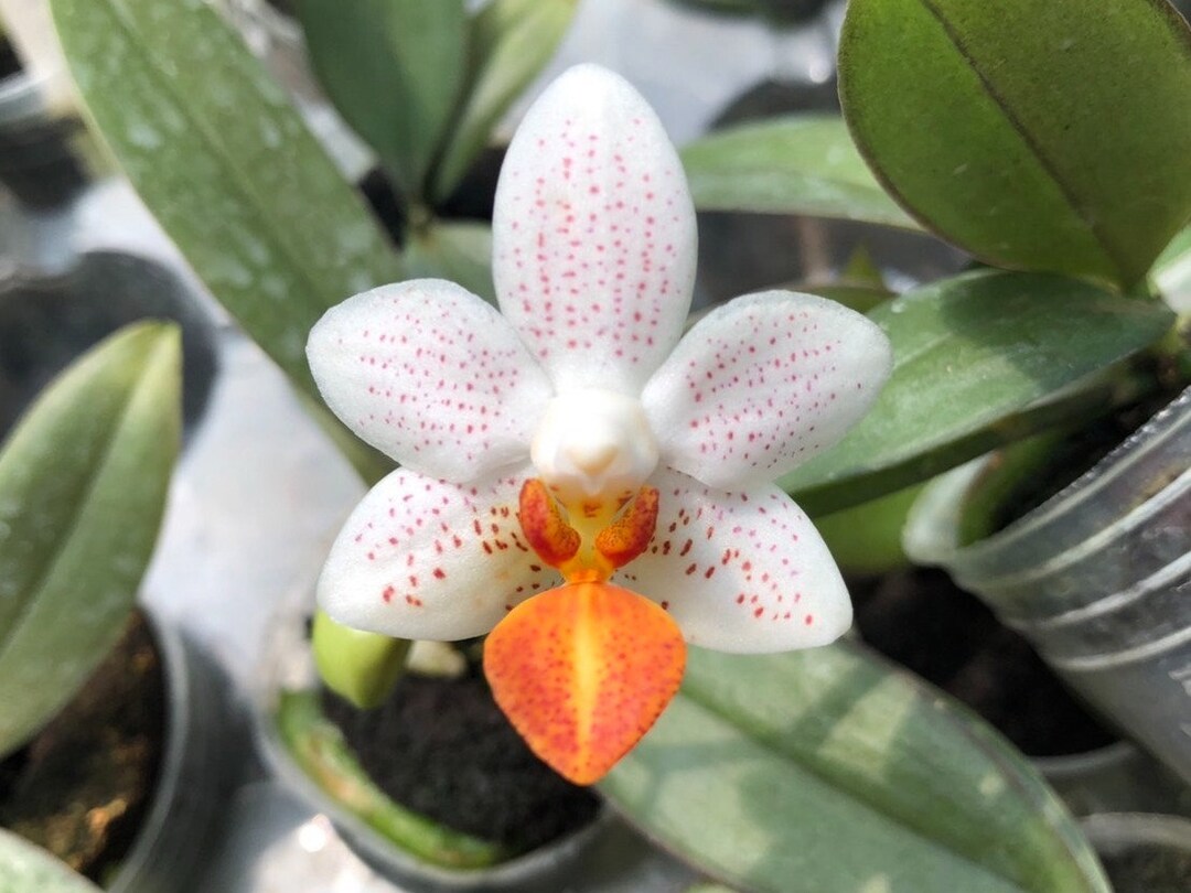 Phalaenopsis Mini Mark 'holm', Creamy White Flower (30 DAYS Healthy ...