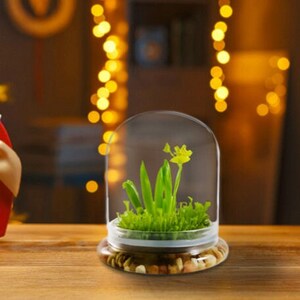 Everlasting Orchid Terrarium With Sundew Moss - Psygmorchis Pusilla ...