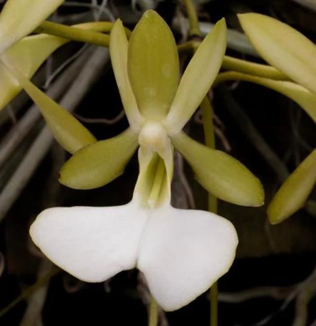 Dendrophylax Fawcetti, Cayman Ghost Orchid, White Flowering, Leafless ...