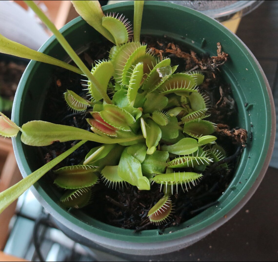 Venus Flytrap Food Carnivorous Plant Food 2.5OZ. Designed | Etsy Canada