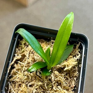 Phalaenopsis Mini Mark 'holm', Creamy White Flower (30 DAYS Healthy ...