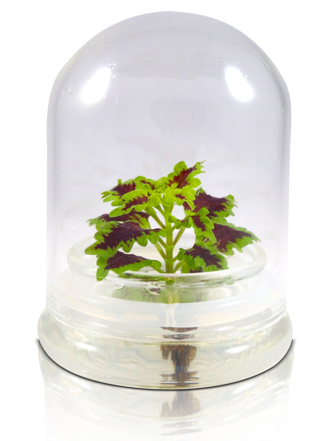 Rainbow Floral Terrarium - Self Grow, Maintenance Free -coleus - 4" Dom ...